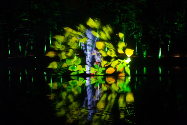 Photo Gallery - The Enchanted Forest