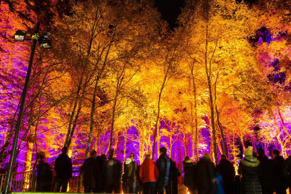 Home - The Enchanted Forest