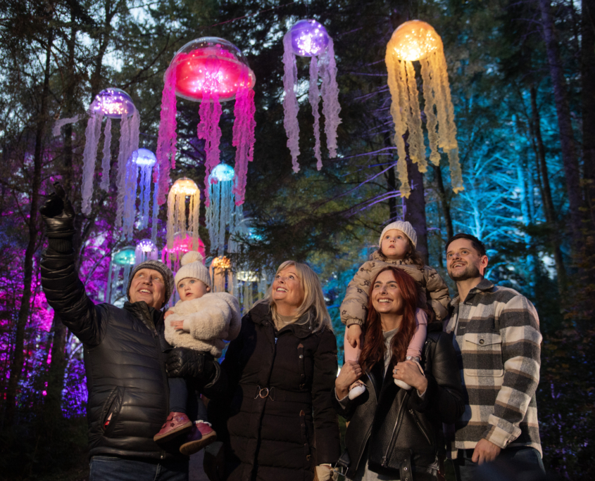 Gallery - The Enchanted Forest