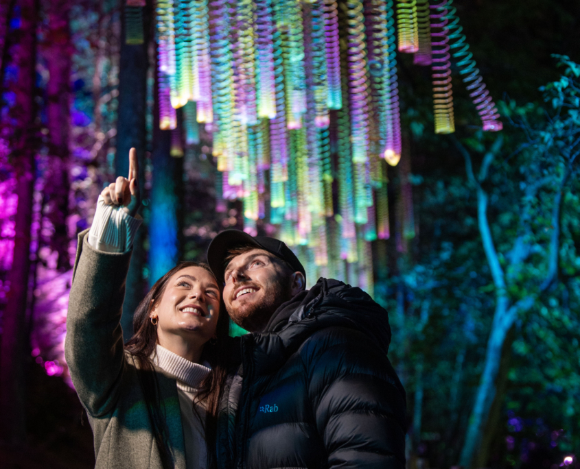 Gallery - The Enchanted Forest