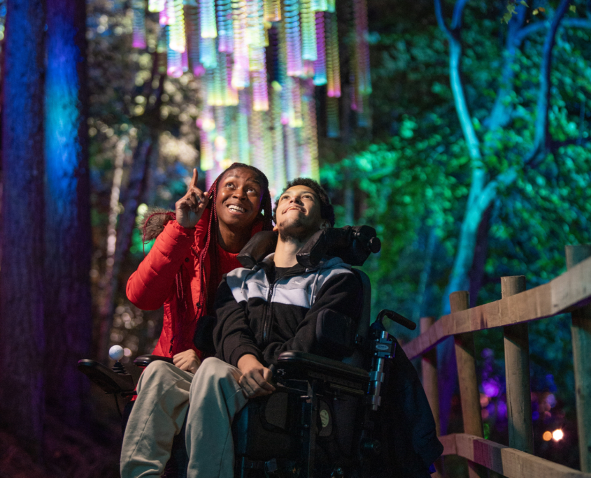 Gallery - The Enchanted Forest