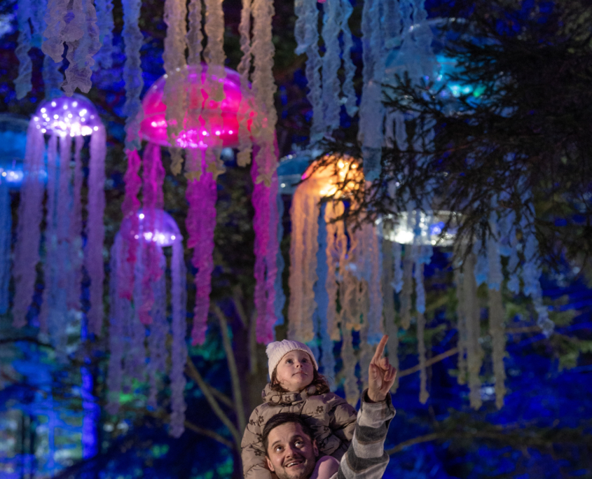 Gallery - The Enchanted Forest